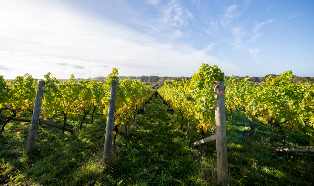 Effervesce Sense, by Karen Krizanovich for Civilian | The Grange