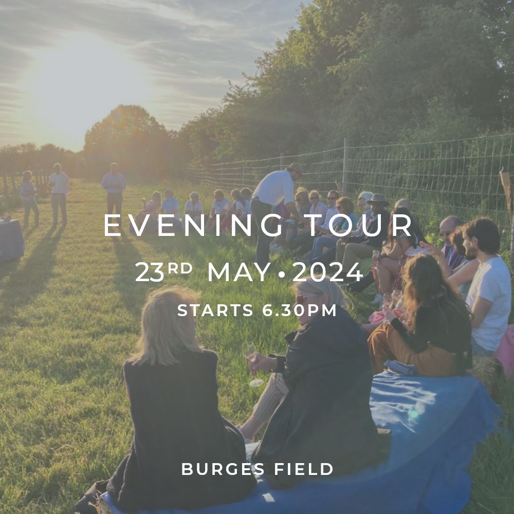 Evening vineyard tour 23 May 2024 | The Grange